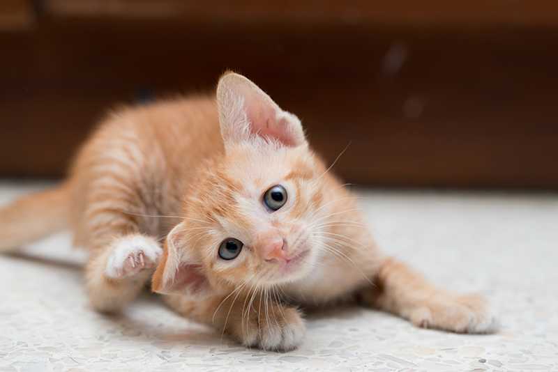 Sarcoptic Mange In Cats Small Door Veterinary sarcoptic-mange-in-cats-small-door-veterinary