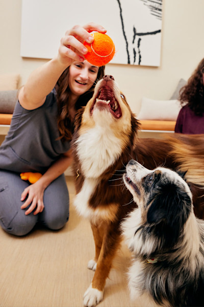 Boston Vet Clinics Near Me | Small Door Veterinary | Small Door Veterinary