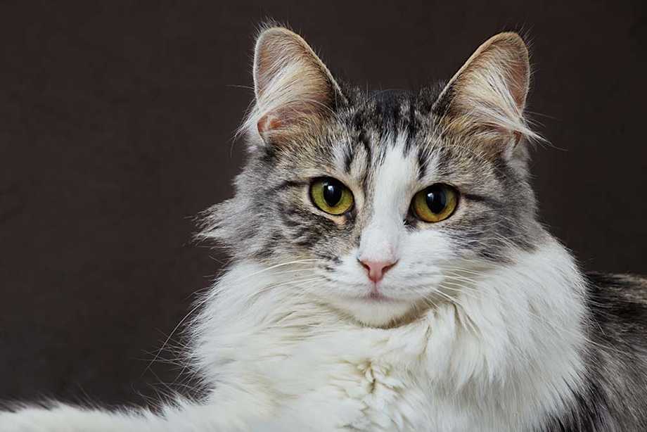 Hypertrophic Cardiomyopathy (HCM) in Cats