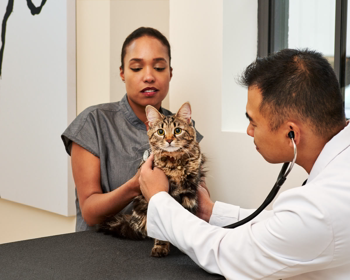 New York City Vet Clinics Near Me | Small Door Veterinary | Small Door ...