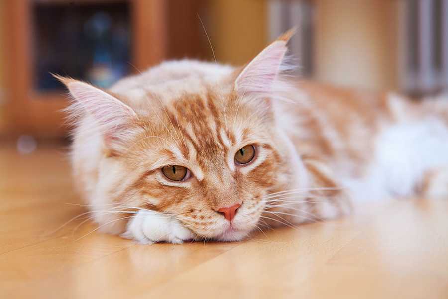 Medical | Small Door Veterinary