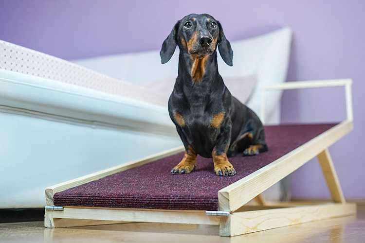New York's Premier Veterinary Practice | Small Door Veterinary | Small ...