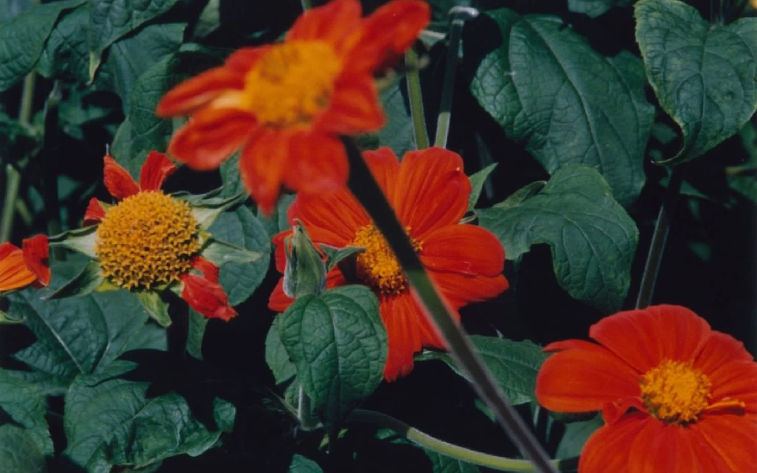 daisy walker about prints news filter