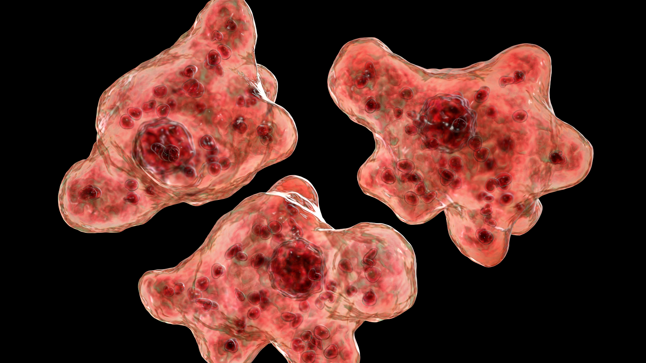 5 Cosas que debes saber sobre la ameba 'come cerebros' | MamasLatinas.com