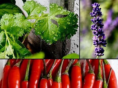 Cinco vegetales que puedes cultivar en casa | MamasLatinas.com