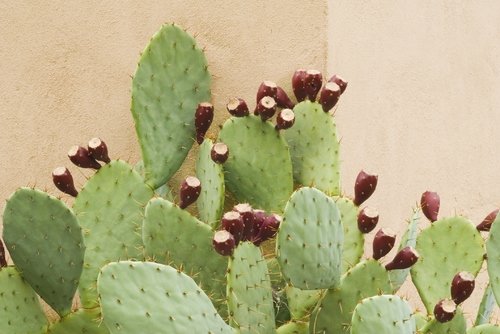Nopal: Everything you need to know about this healthy super food ...