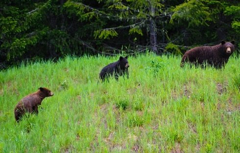 WATCH: Mama bear saves her cub from traffic & proves animals are most ...