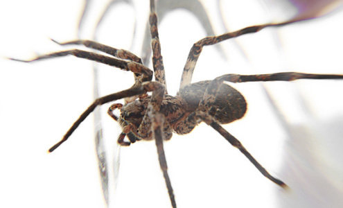 Woman burns down entire house to kill a spider | MamasLatinas.com