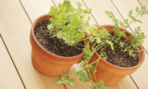 5 Pasos fáciles para sembrar y cosechar cilantro en una maceta ...