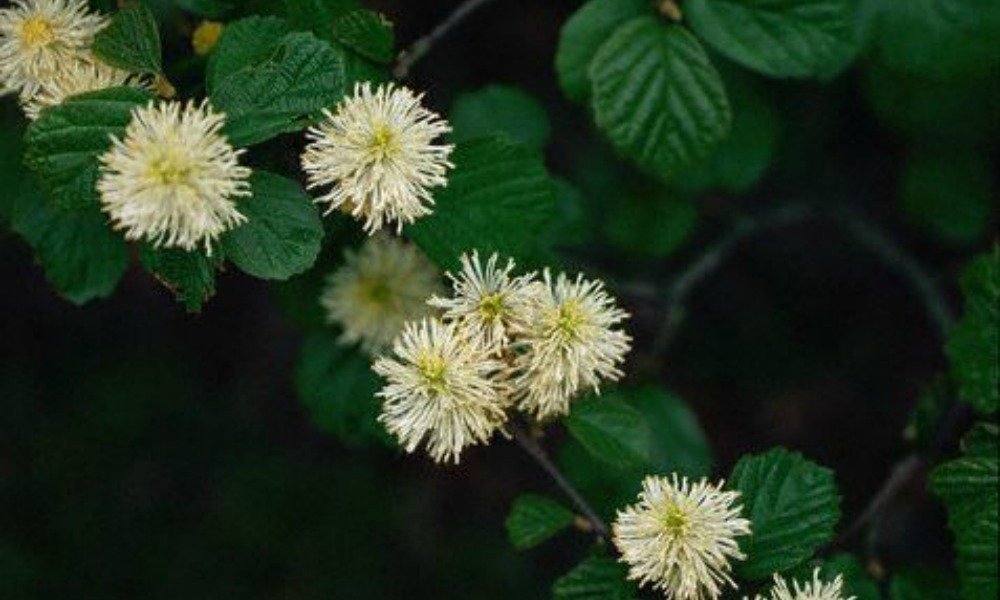 Hamamelis: 12 usos de esta flor para lucir más bella | MamasLatinas.com