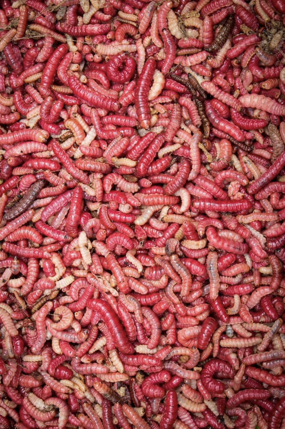 Mexican food you've never heard of | MamasLatinas.com