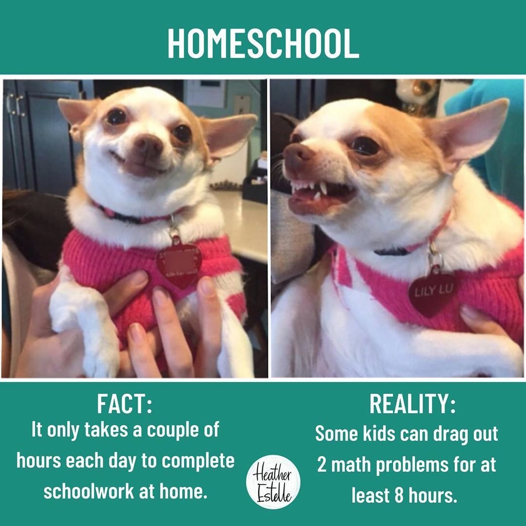 80 Hilarious Homeschool Memes For Moms Eyes Only - Home Faith Family