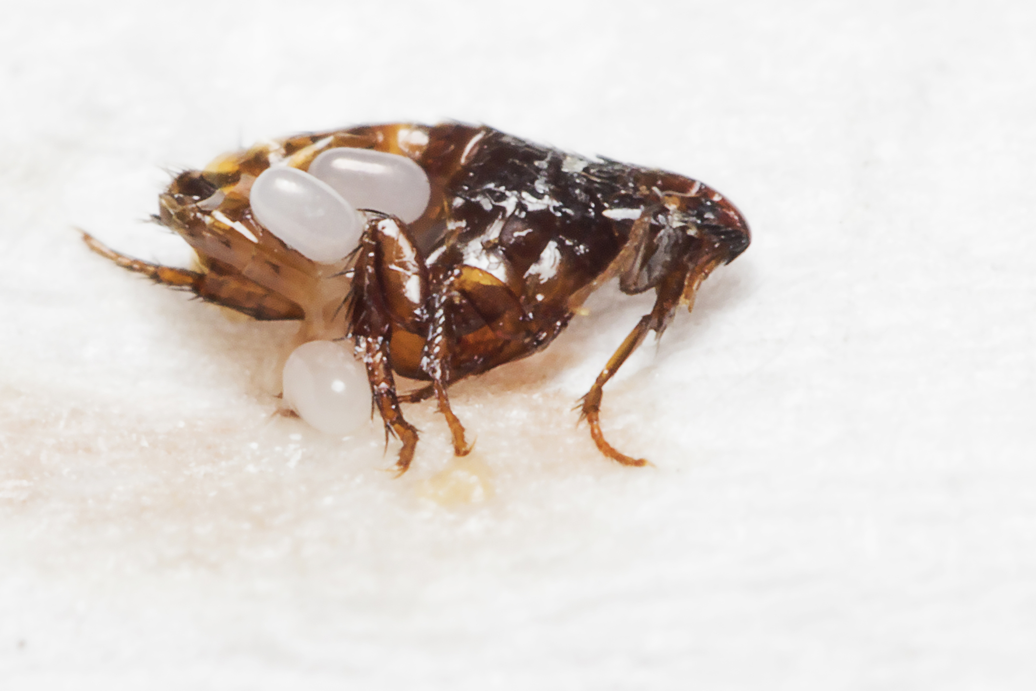 What are flea eggs? - Itch Pet | Itch Pet