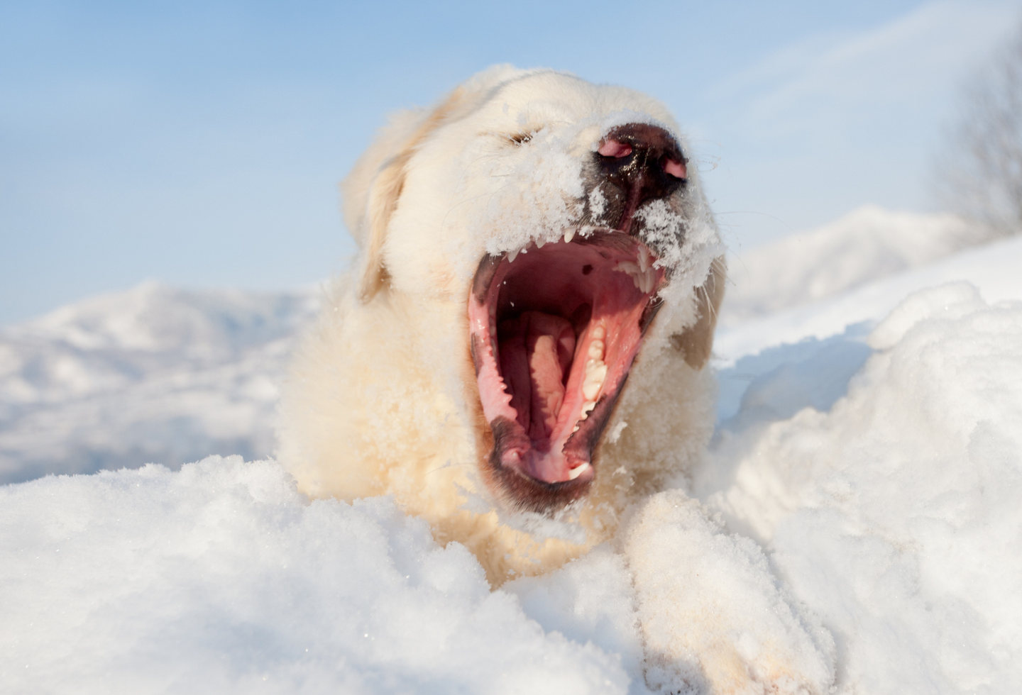 Flea injections for cats and dogs - Itch Pet | Itch Pet