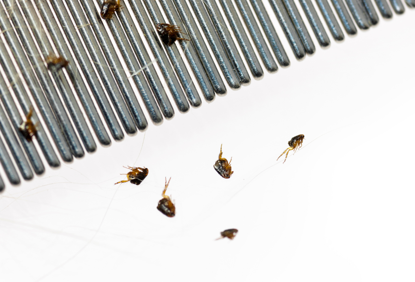 How to kill fleas fast! - Itch Pet | Itch Pet