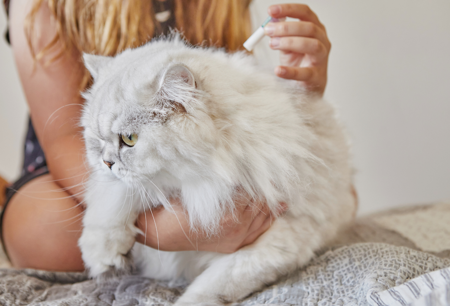 Flea injections for cats and dogs - Itch Pet | Itch Pet