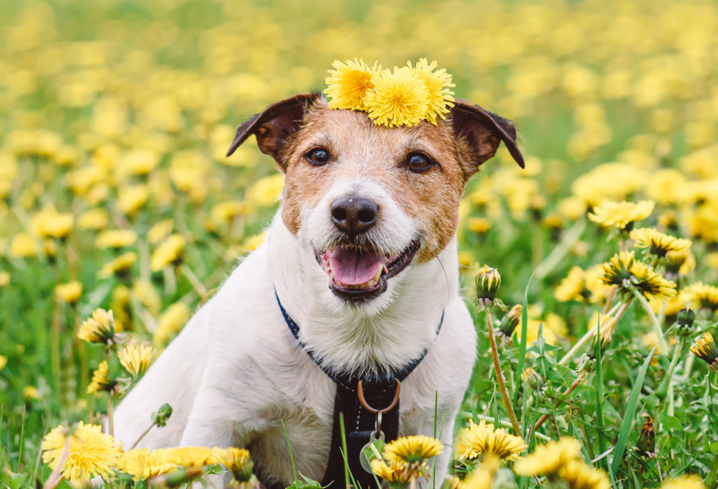 How to prepare for fleas in Spring - Itch Pet | Itch Pet