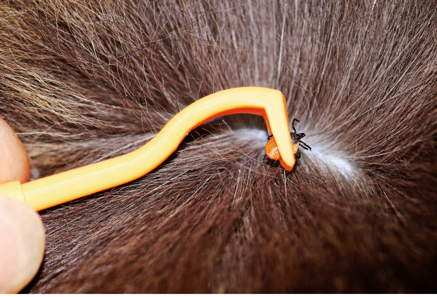 Why is my dog still scratching after tick treatment? - Itch Pet | Itch Pet