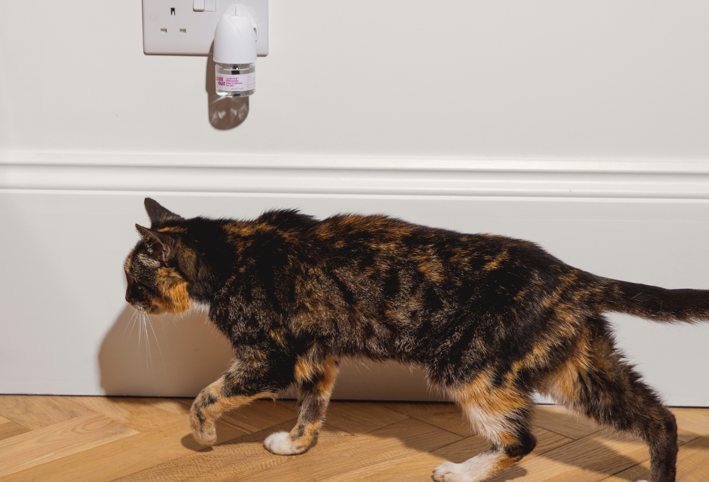 Pheromone Plug-In Diffusers For cats – How Do They Work? | Itch Pet