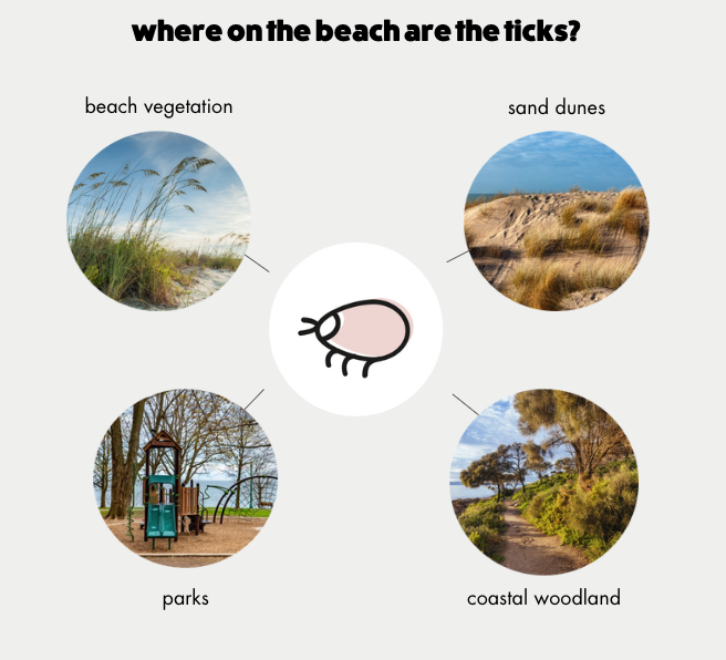 Can my dog catch ticks at the beach? - Itch Pet | Itch Pet