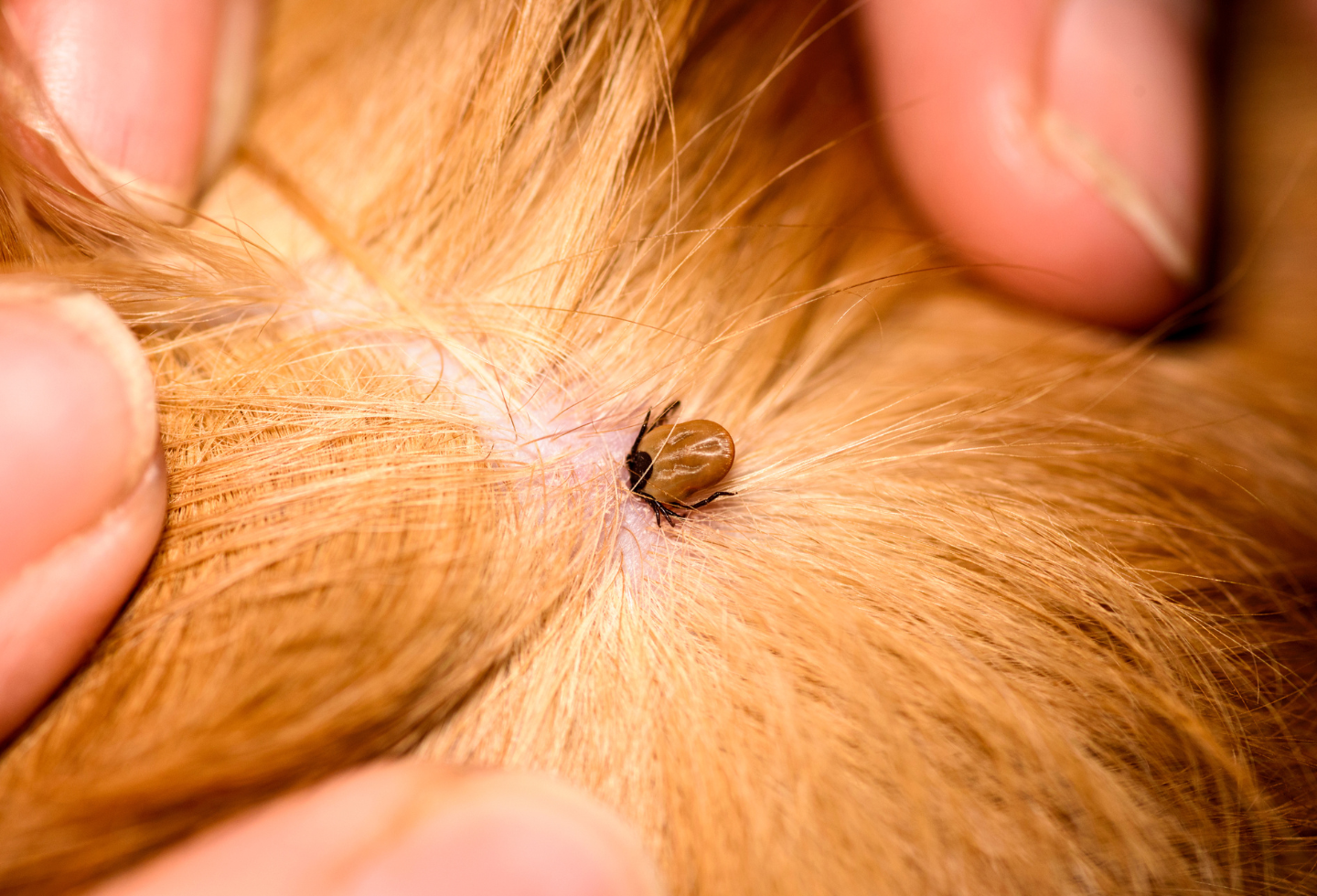 How to remove ticks that are embedded fully on dogs? - Itch Pet | Itch Pet