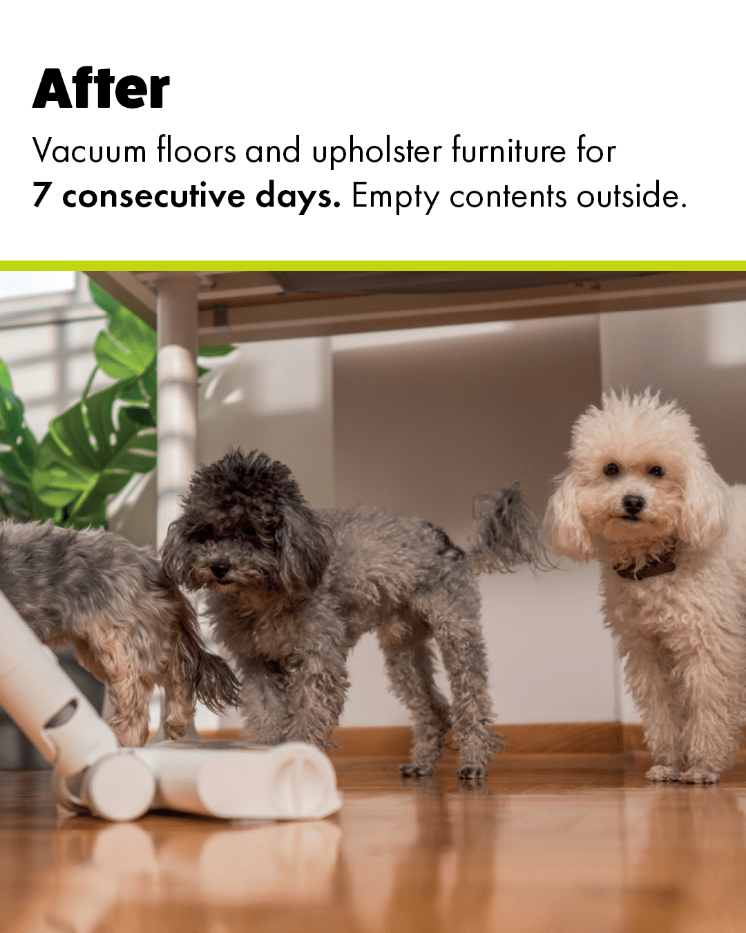 How to use a household flea home spray - Itch Pet | Itch Pet