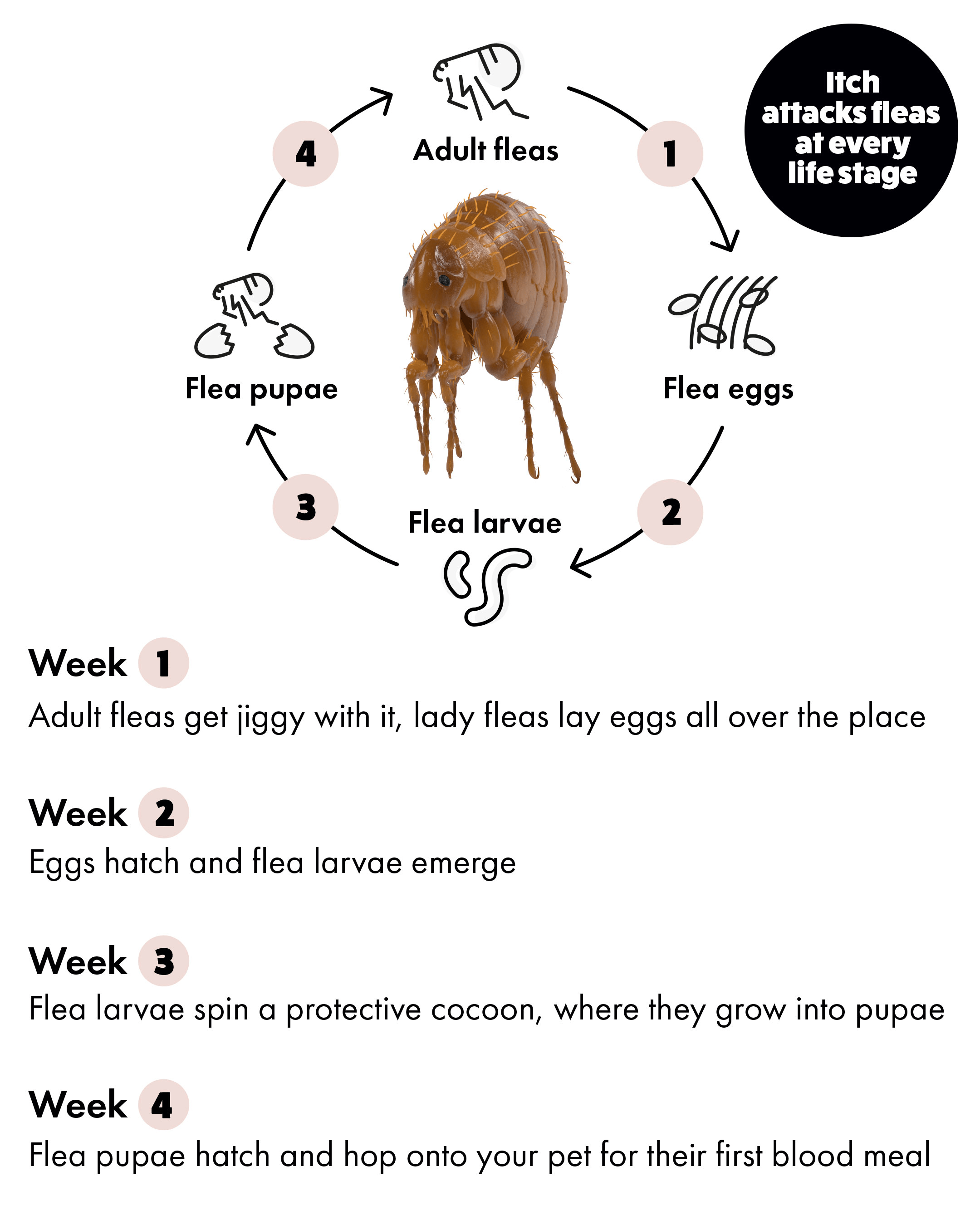 How does flea spray work in my home? - Itch Pet | Itch Pet