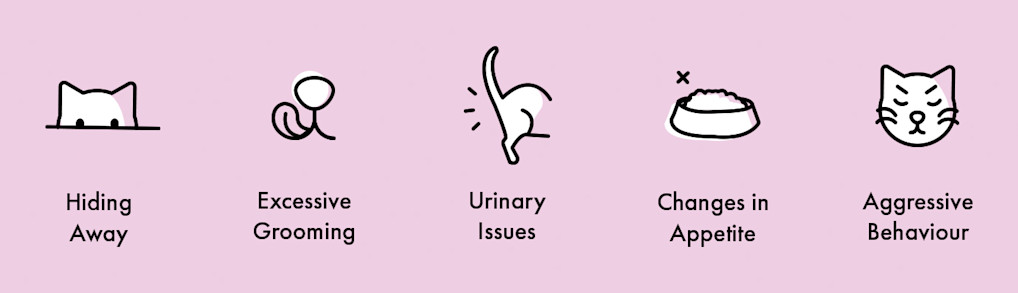 What is cat anxiety? - Itch Pet | Itch Pet