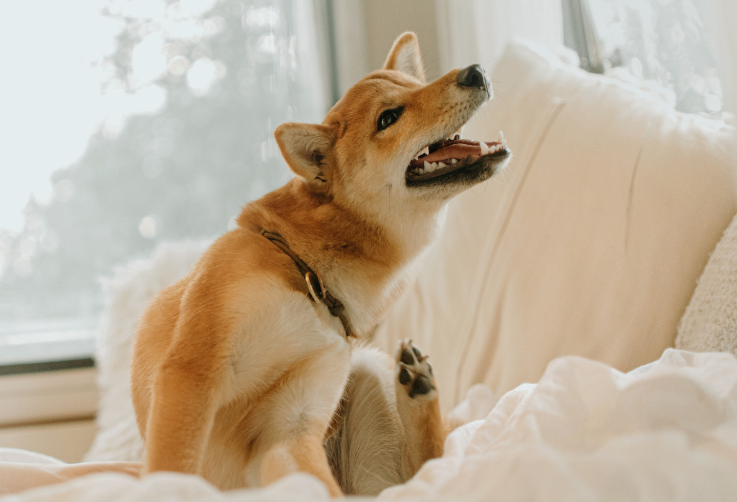 The different active ingredients in flea treatments - Itch Pet | Itch Pet