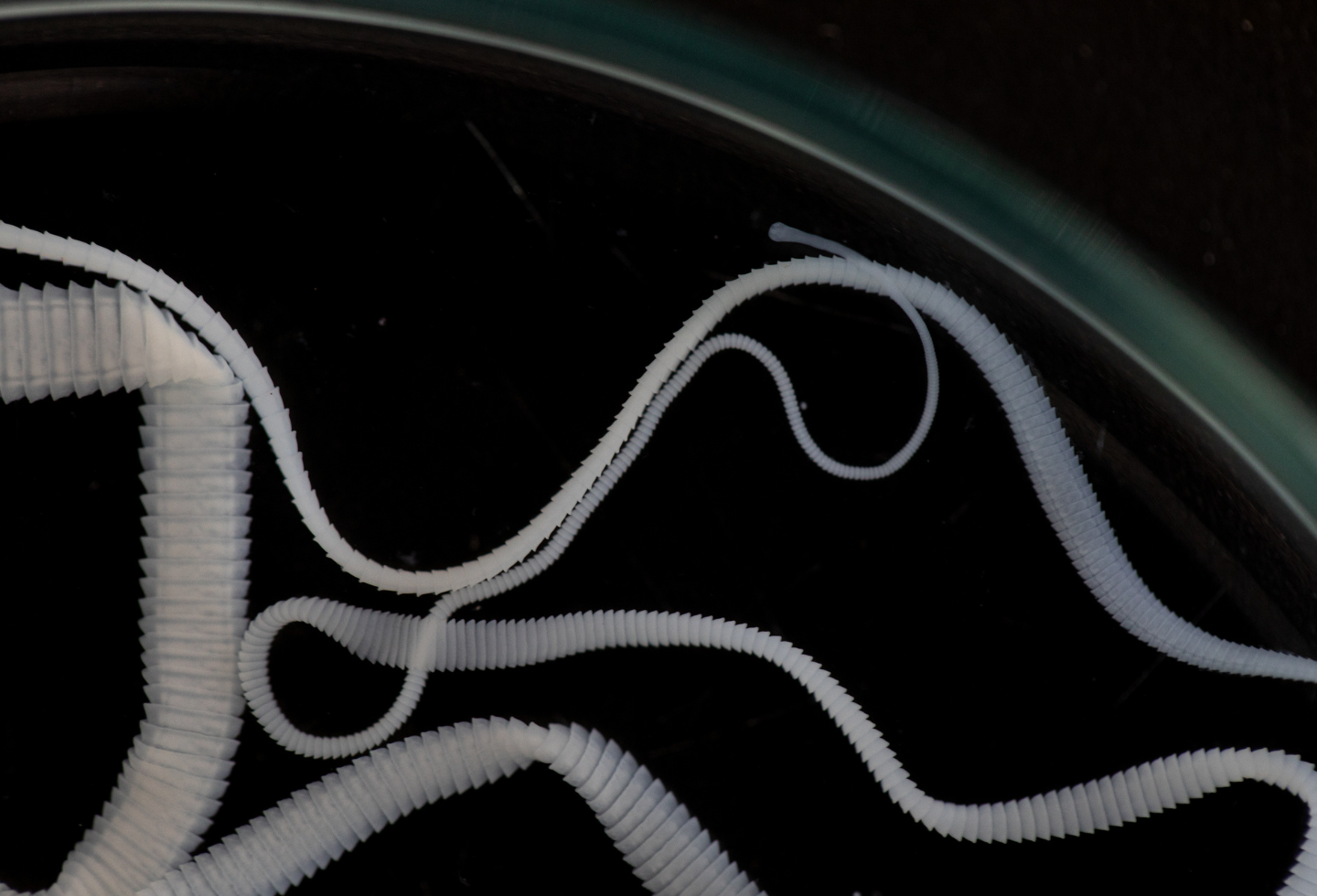 How do indoor pets get worms? - Itch Pet | Itch Pet