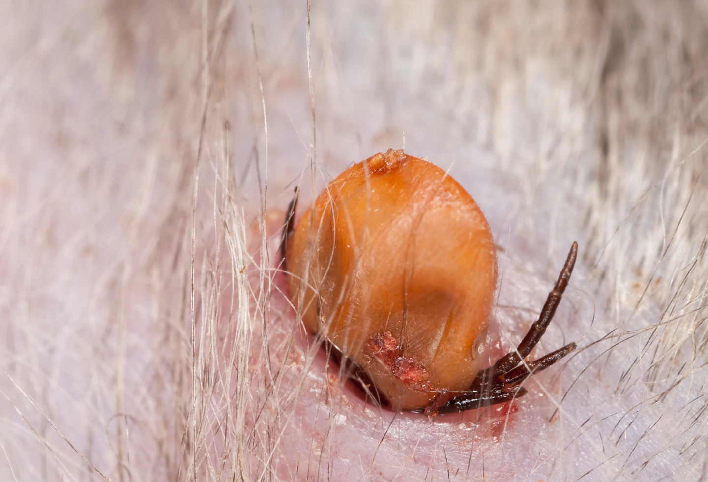 Temperatures that kill ticks - Itch Pet | Itch Pet