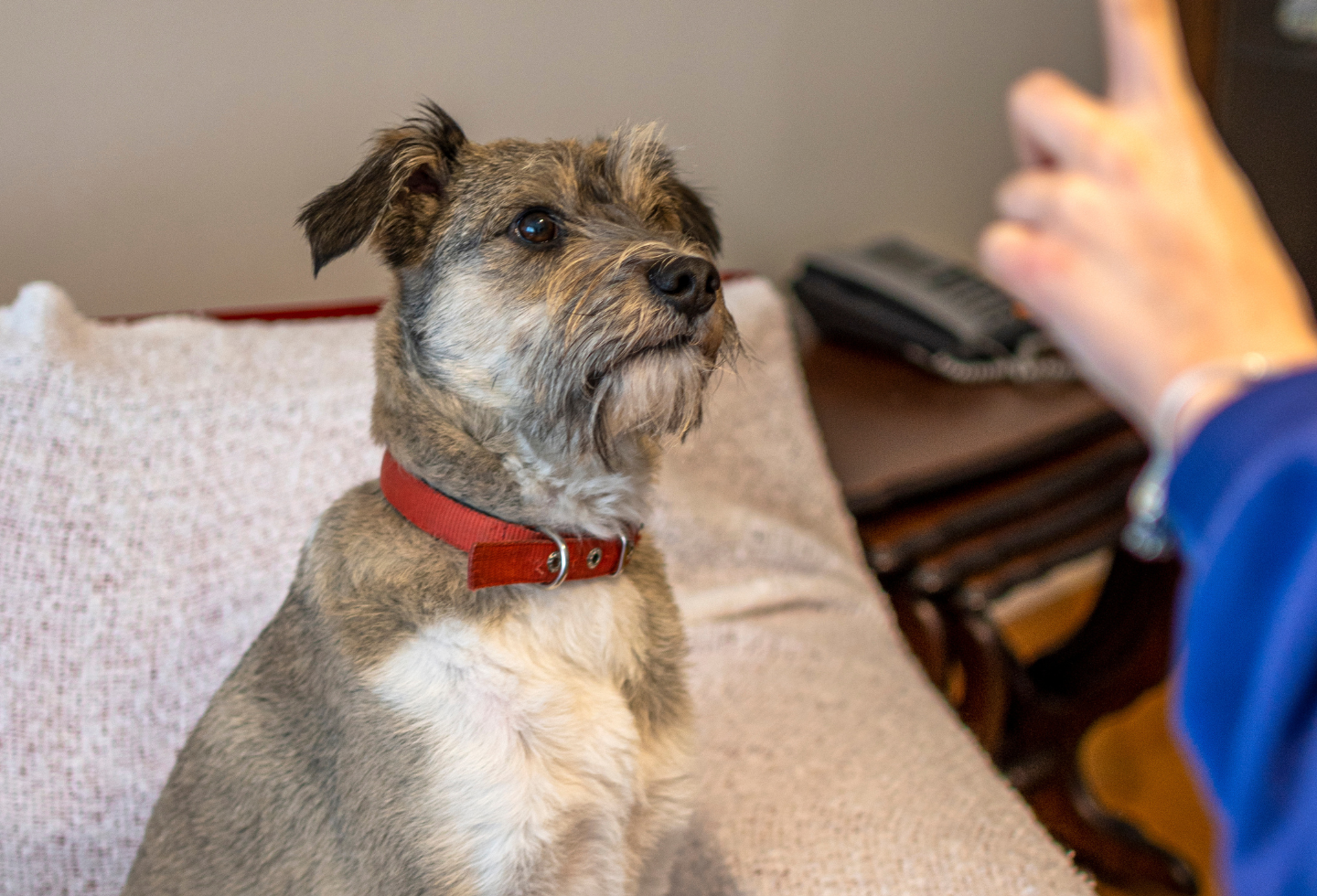 Failed Flea Treatment Advice and Solutions | Cats & Dogs