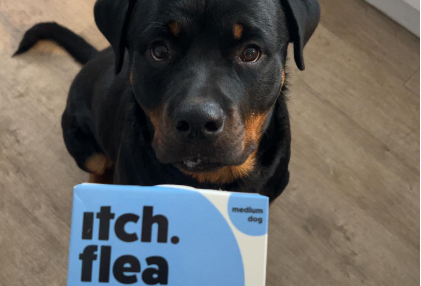 Why is my pet still scratching after applying flea treatment? - Itch ...