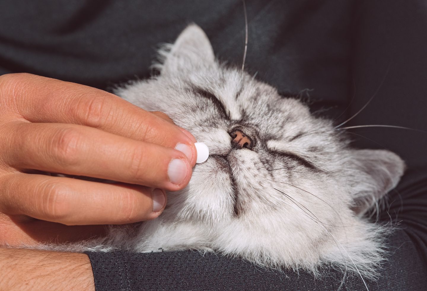 Pet Unwell After Worming Tablets? - Itch Pet | Itch Pet