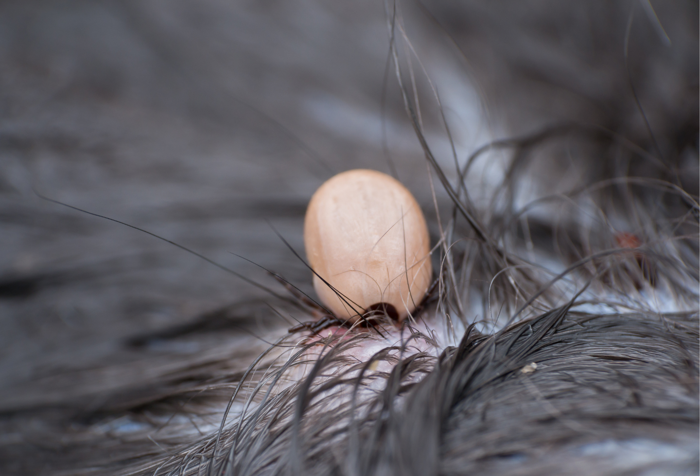 What is the life cycle of a tick? - Itch Pet | Itch Pet