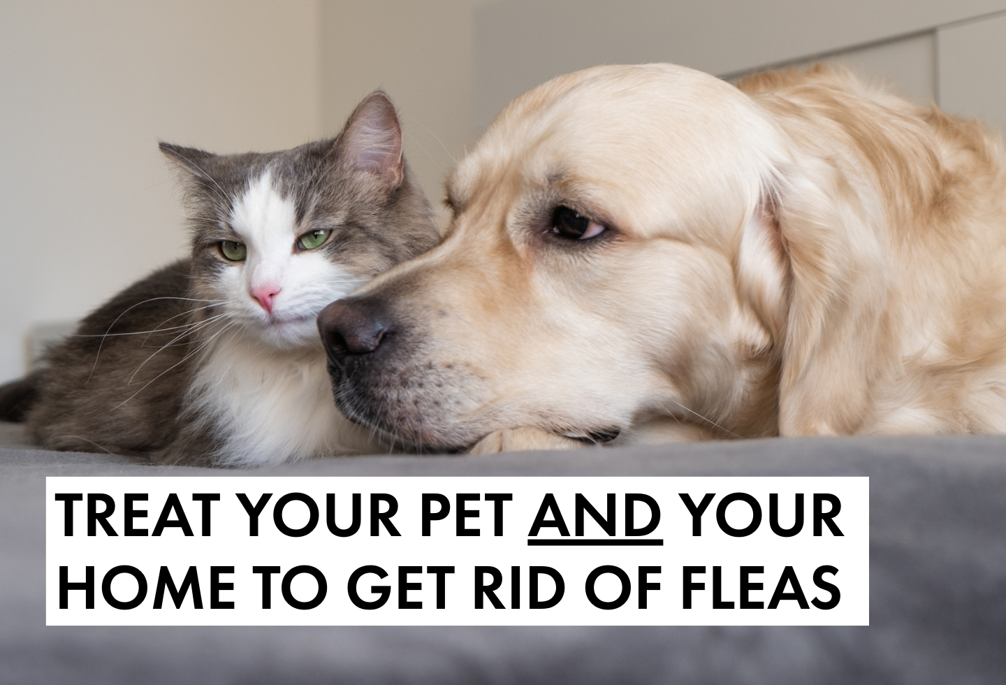 How to get rid of fleas permanently - Itch Pet | Itch Pet