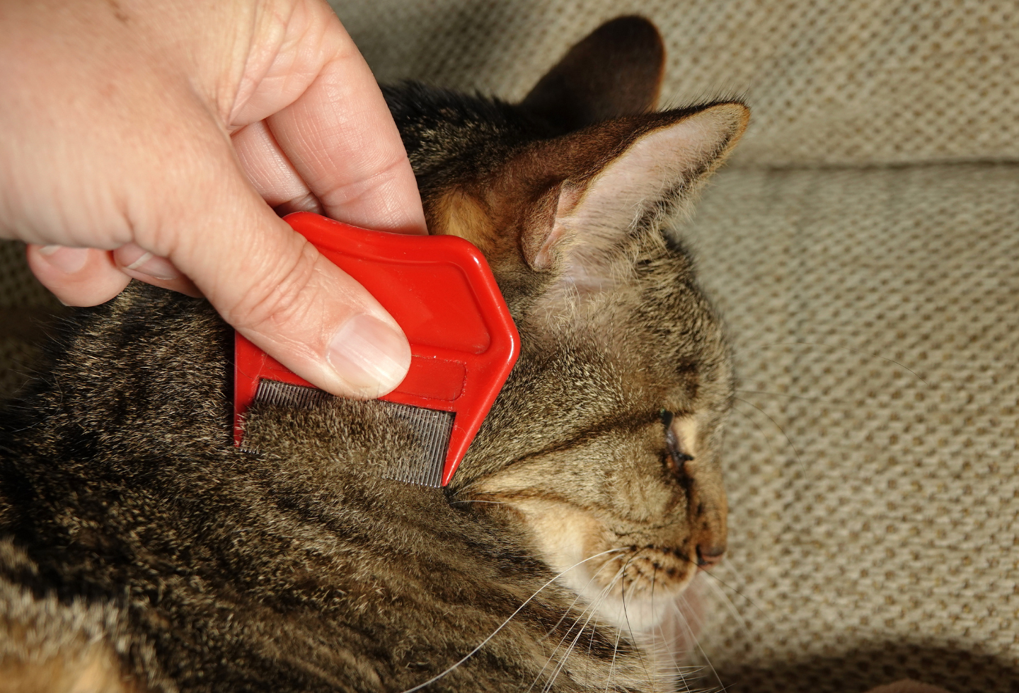 Why is my pet still scratching after applying flea treatment? - Itch ...