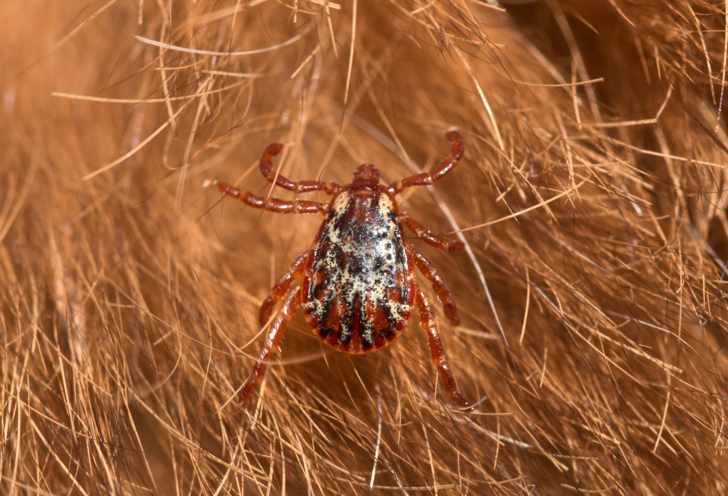 What animals carry ticks and fleas? - Itch Pet | Itch Pet