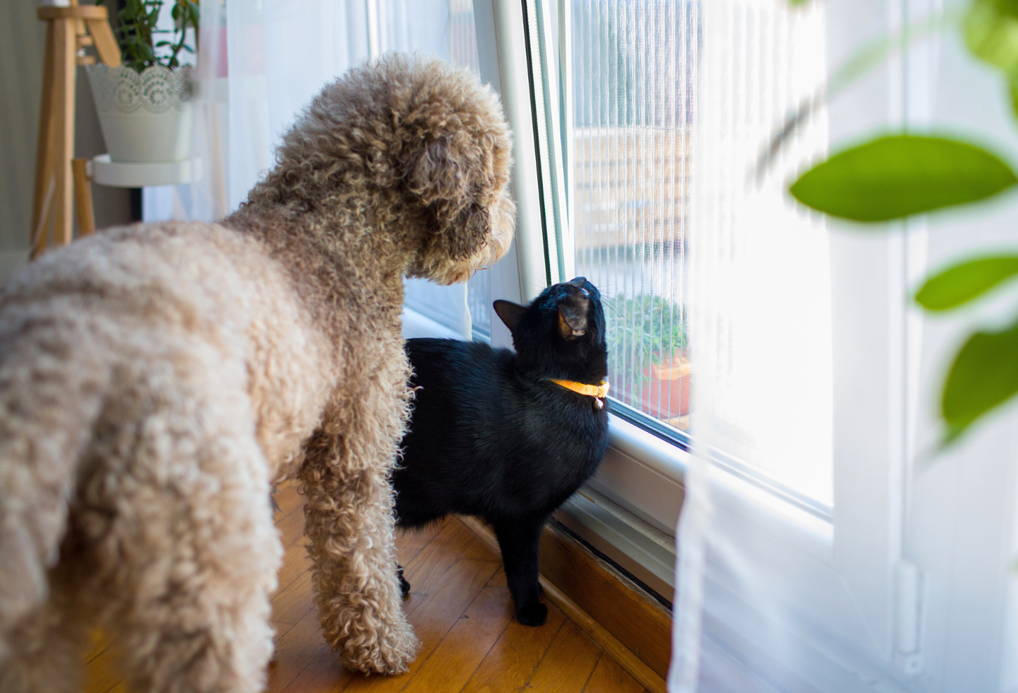 What are the active ingredients in tick sprays - Itch Pet | Itch Pet