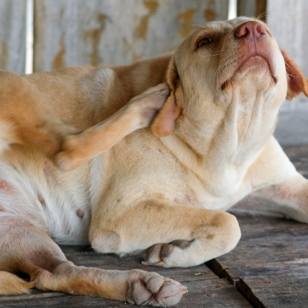 Why has my dog got itchy ears? - Itch Pet | Itch Pet