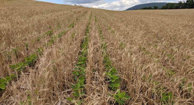 Cover Crops and Nitrogen Recovery | Bayer
