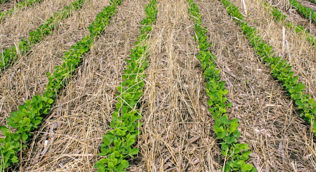 Foliar Fungicide Application Considerations in No-Till and Cover Crop ...