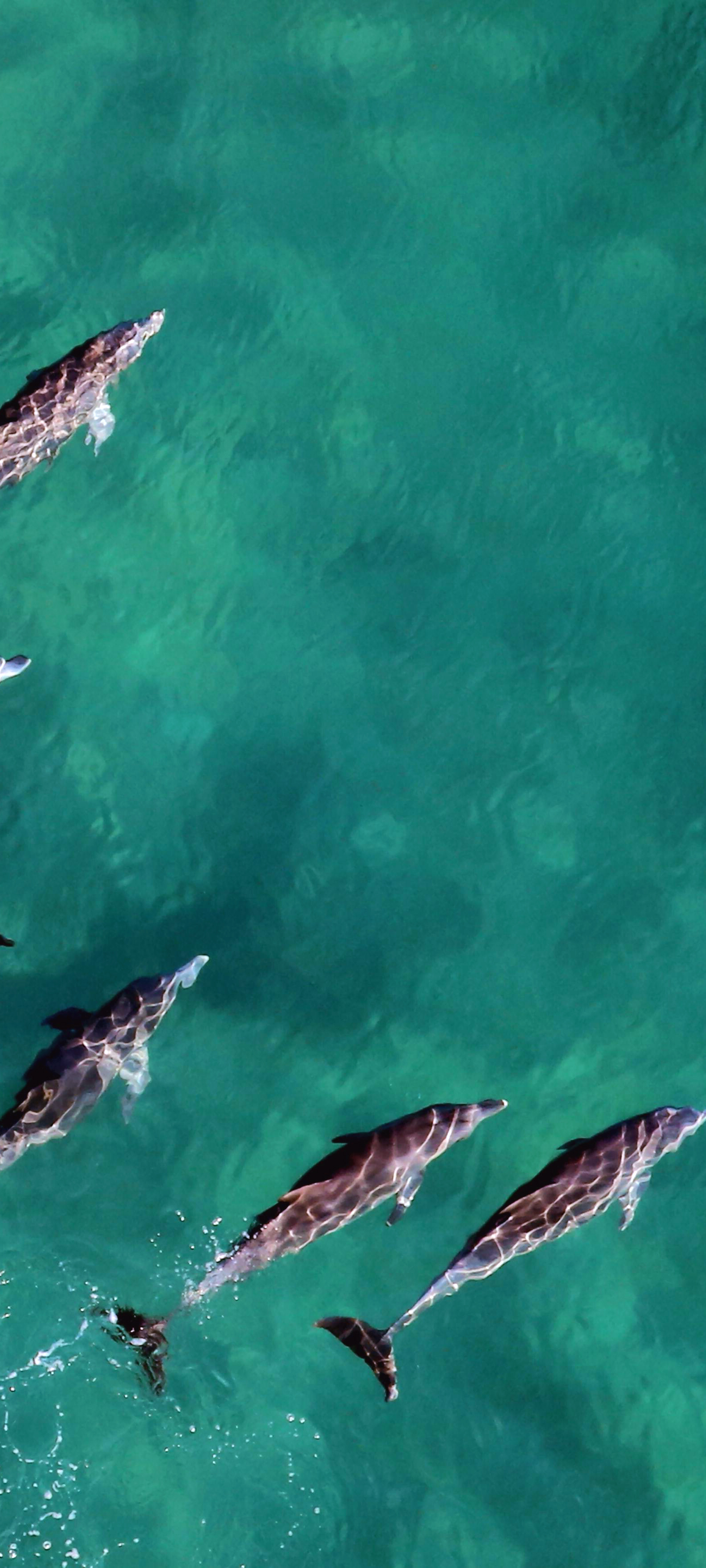 Take action to save our oceans | Milkywire