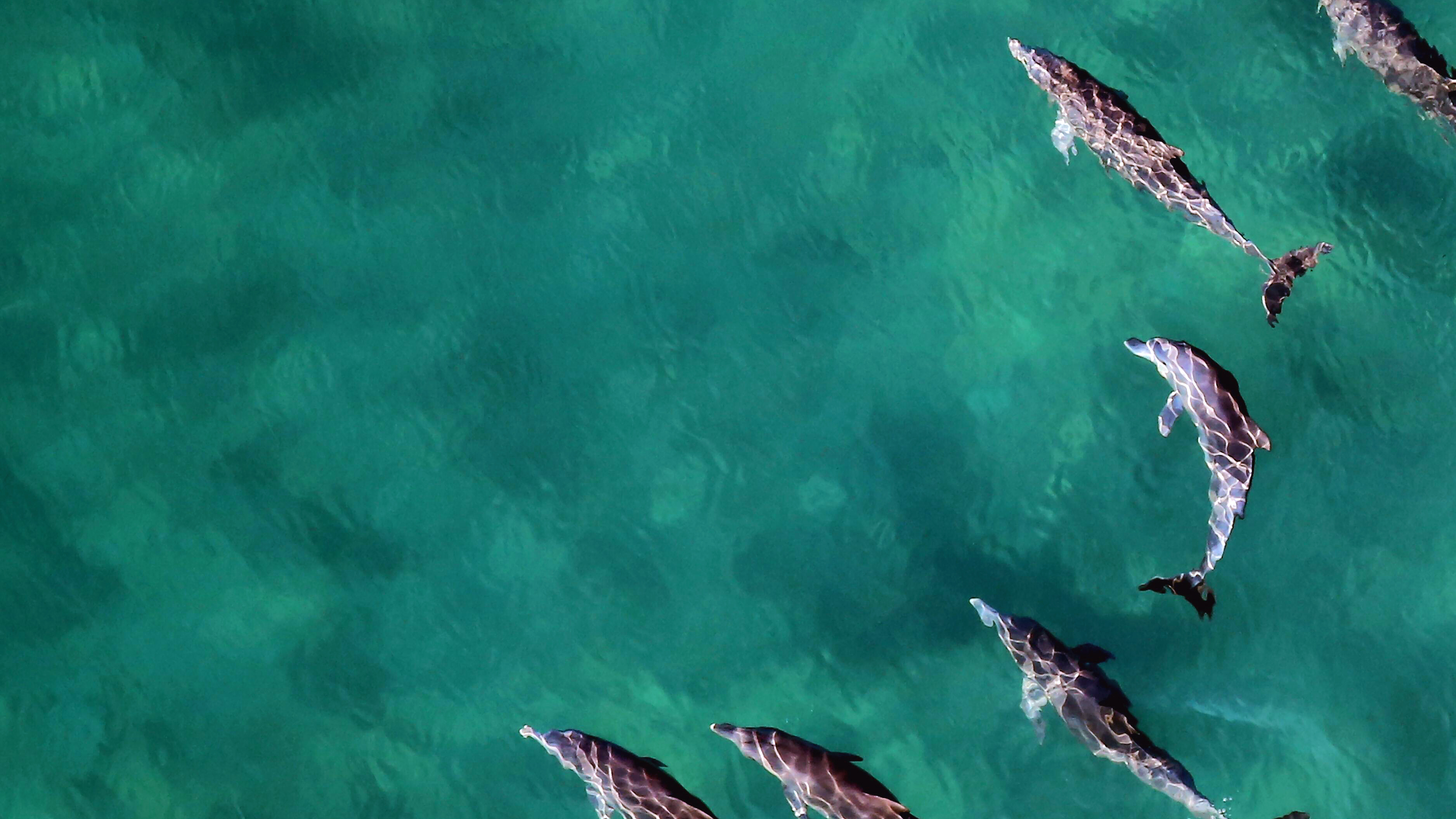 Milkywire – Take action to save our oceans