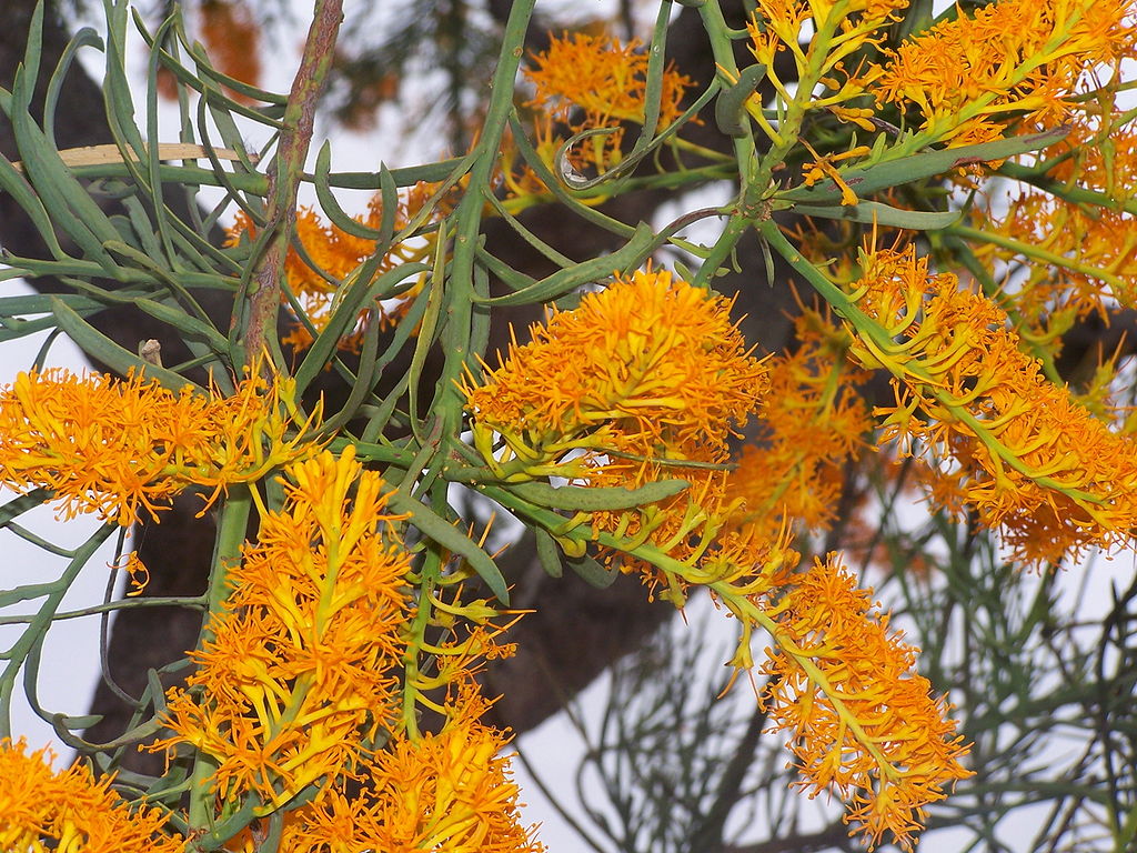Case Study 2: Birak season on Noongar Country | Ngarrngga