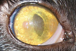 Keratitis In Cats