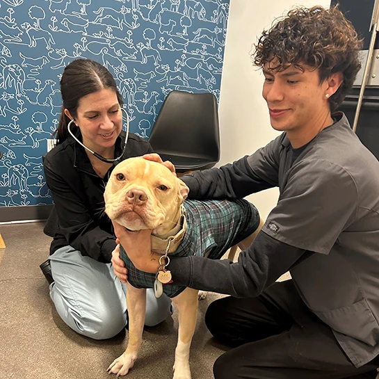 Forest View Animal Hospital | Thrive Pet Healthcare