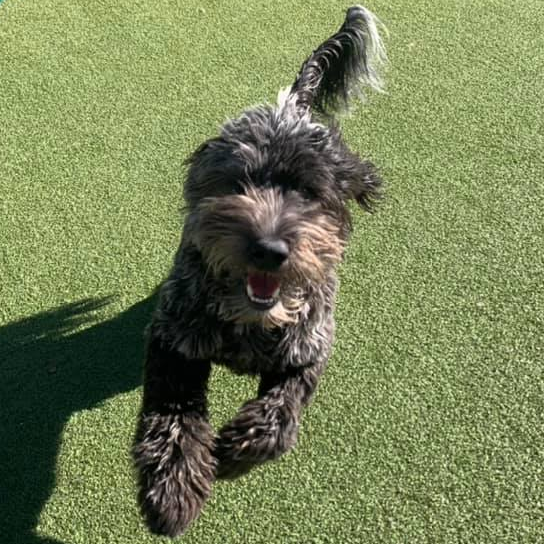 Dog Boarding, Downtown Salt Lake | Utah Dog Park