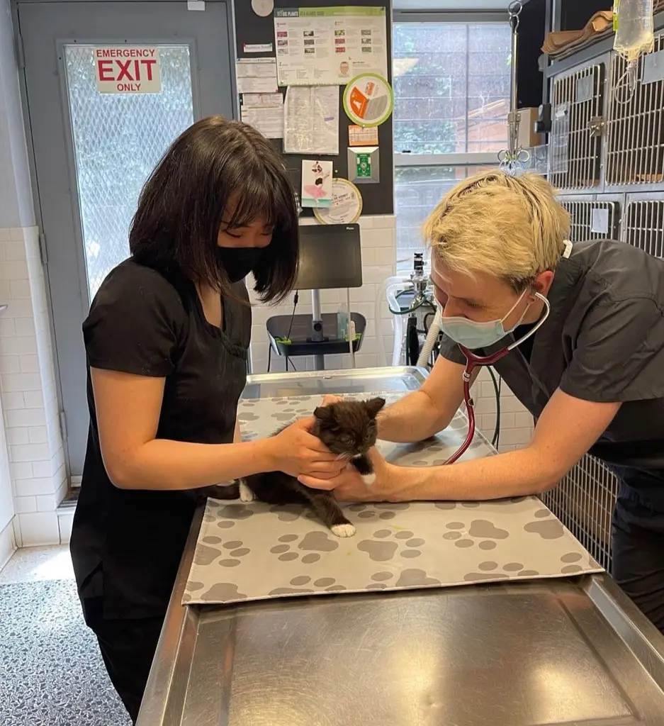 Lessons from an Extern: 5 Things I Learned Shadowing a Vet Clinic