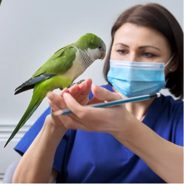 Avian Vet New York City | Center for Avian & Exotic Medicine